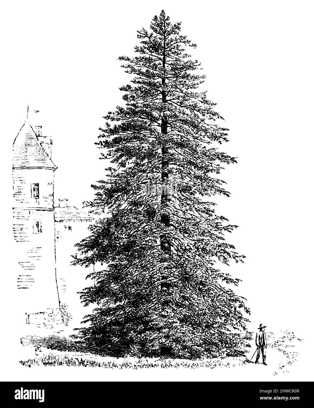 coast redwood, Sequoia sempervirens, (printing pattern book, 1911 ...