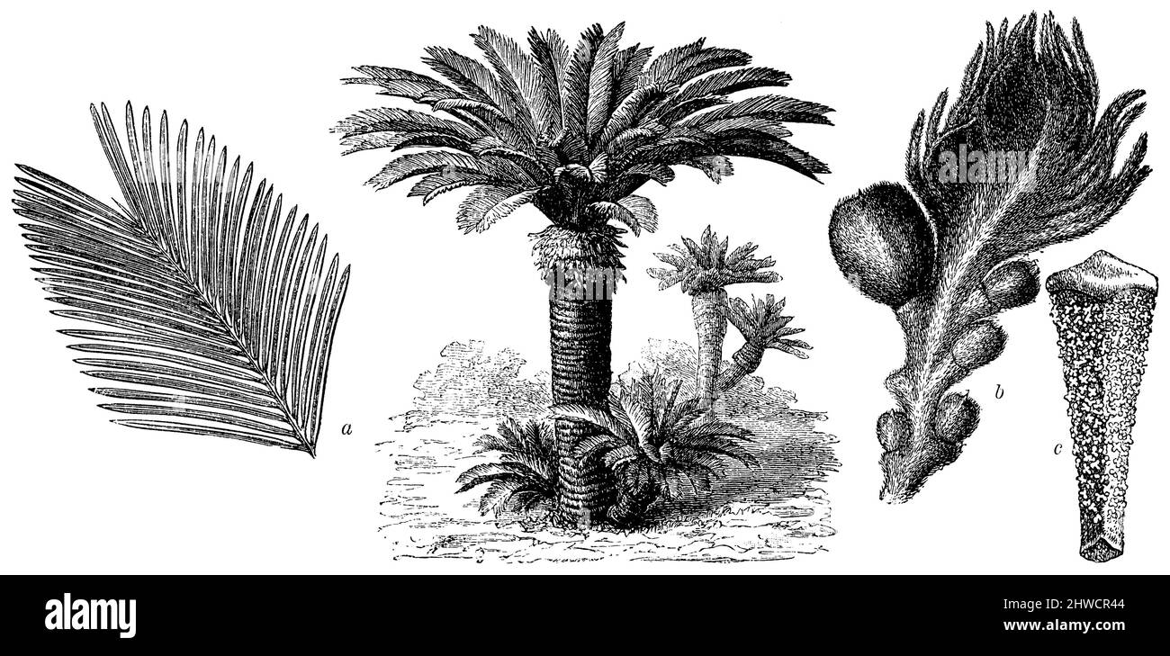 Cycads Drawing