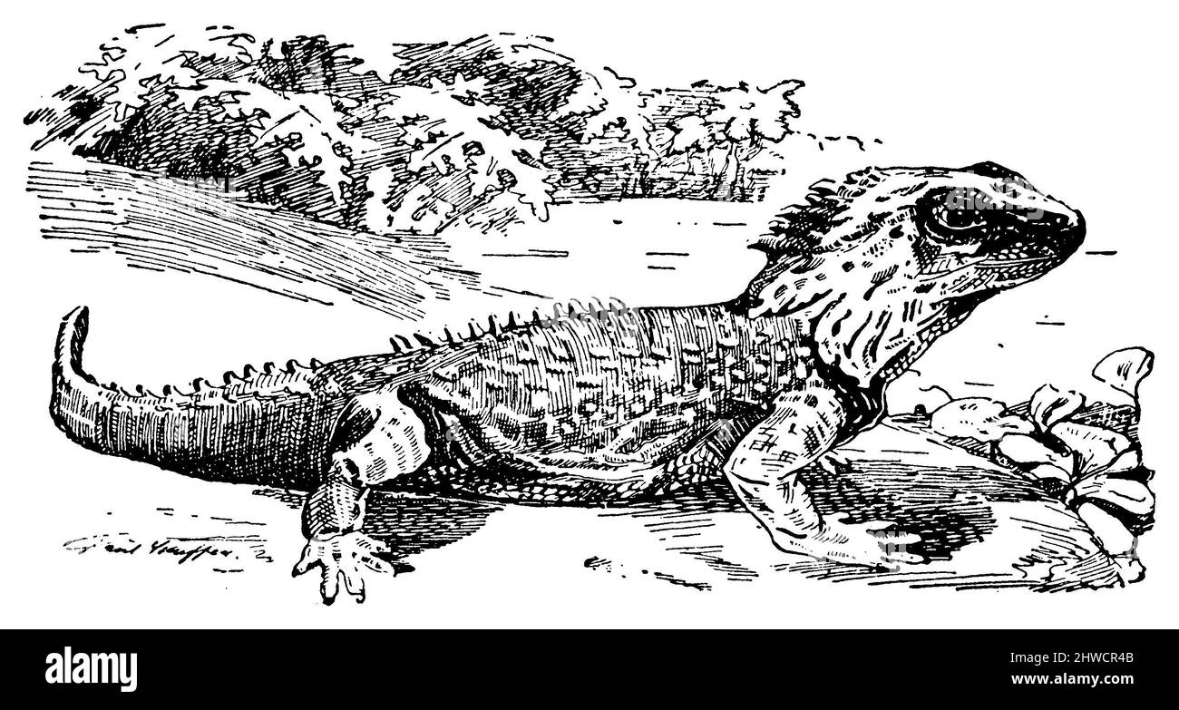 Tuatara, Sphenodon punctatus, Paul Schiffer (zoology book, 1928 ...