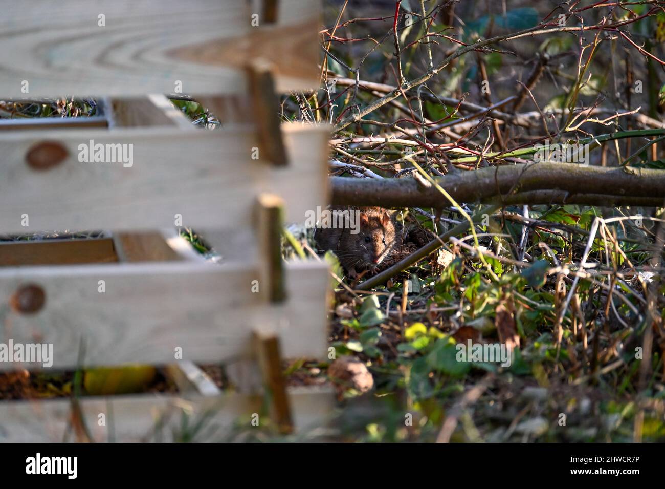 A brown wild brown rat ( Rattus norvegicus ) next to a wooden composter ...