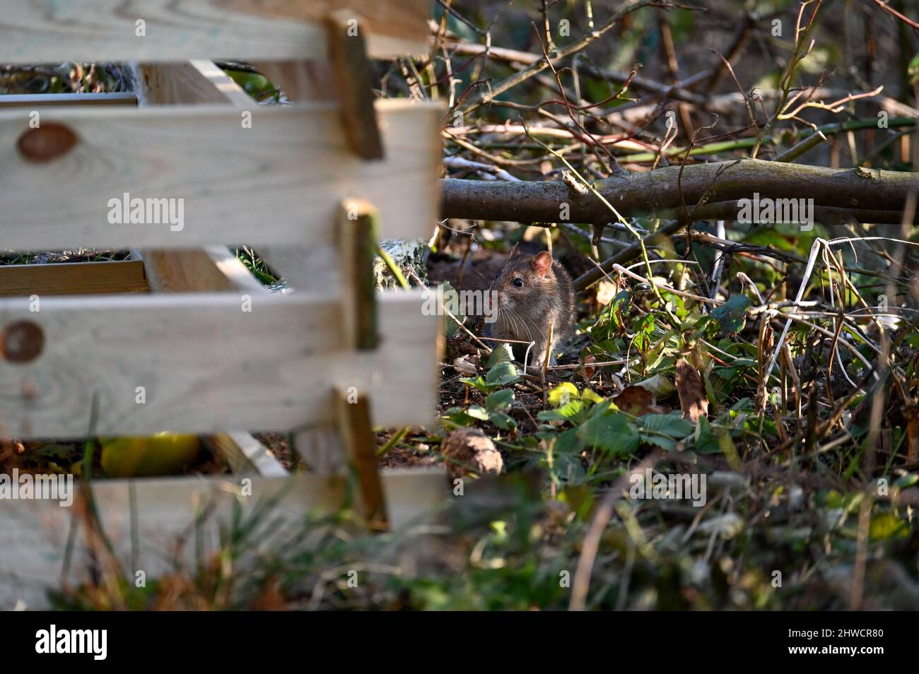 A brown wild brown rat ( Rattus norvegicus ) next to a wooden composter ...