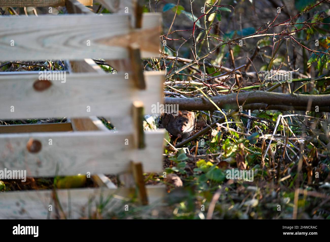 A brown wild brown rat ( Rattus norvegicus ) next to a wooden composter ...