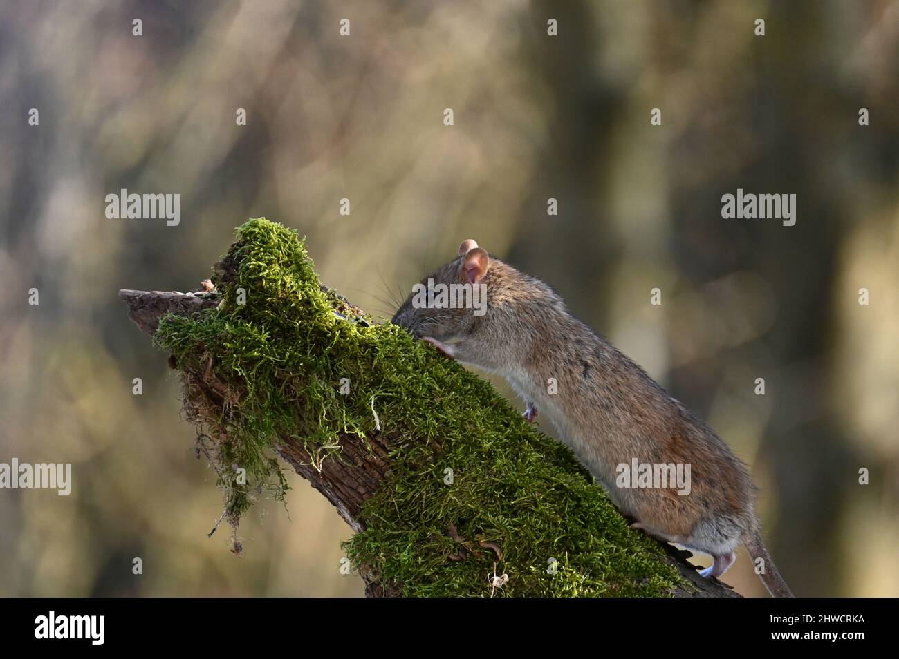 A wild brown brown rat ( Rattus norvegicus ) on an old branch with ...