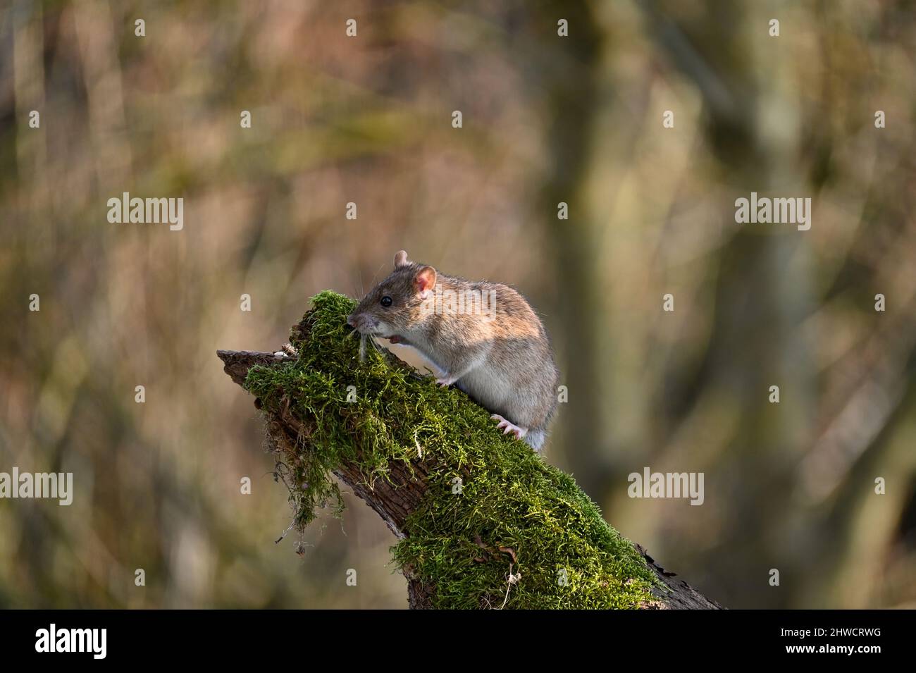 A wild brown brown rat ( Rattus norvegicus ) on an old branch with ...