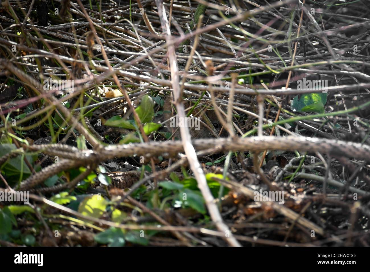 A brown wild brown rat ( Rattus norvegicus ) hiding in the bushes Stock ...