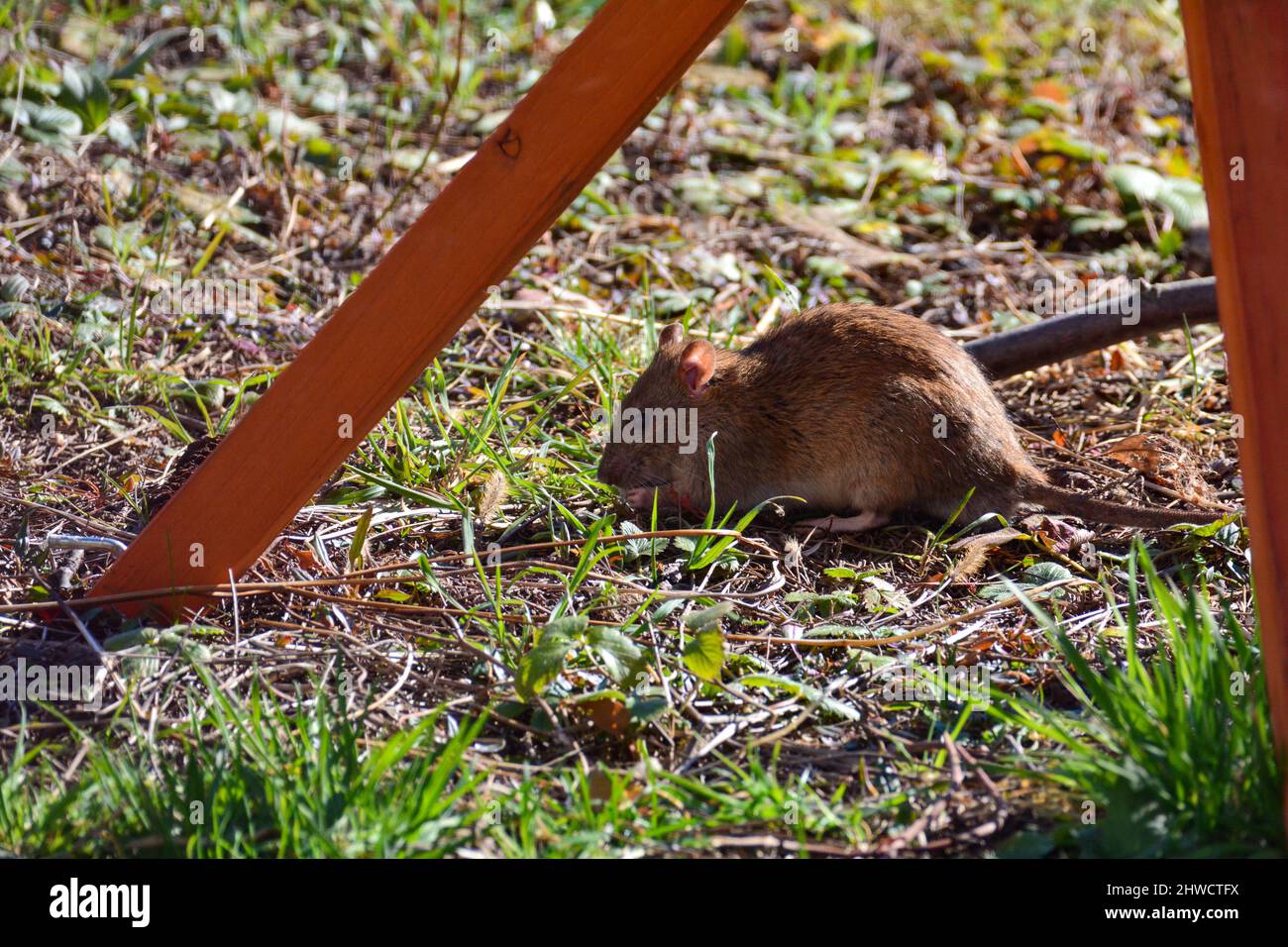 A brown wild brown rat ( Rattus norvegicus ) in broad daylight in the ...