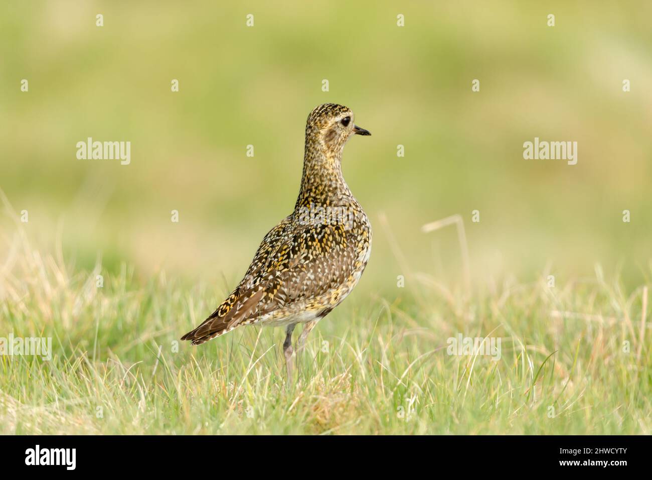 Golden Plover in natural Grouse Moor habitat with reeds and grasses ...