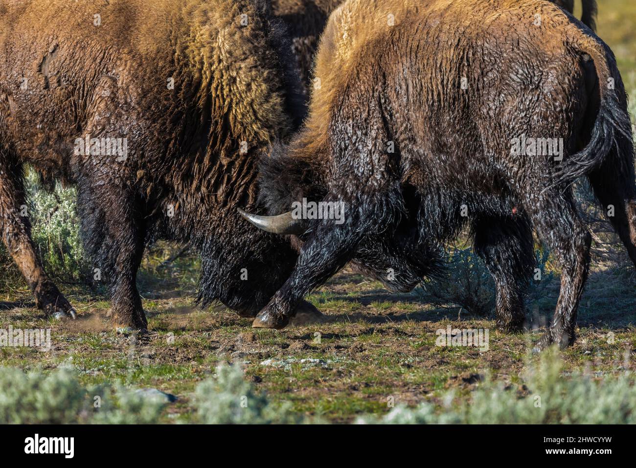 Male American Bison, Bison bison, part of a herd along the Madison ...