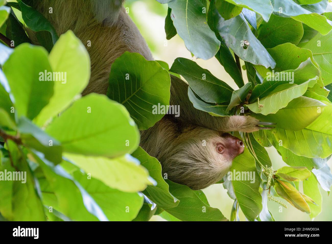 Sloth Eating Leaves