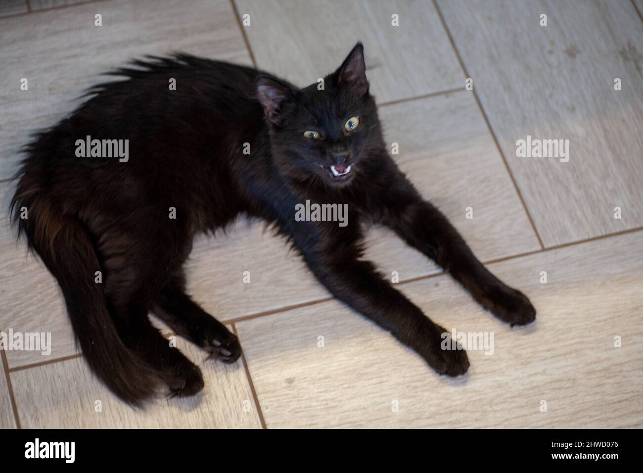 portrait of a cat with stripes laying on a ground, close-up, selective ...