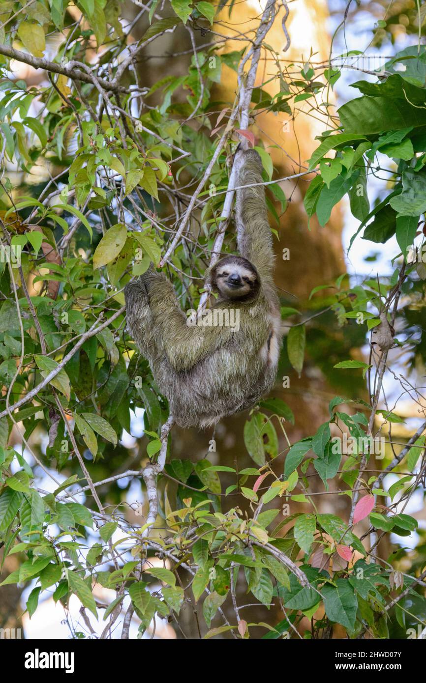 Sloths close up hi-res stock photography and images - Alamy
