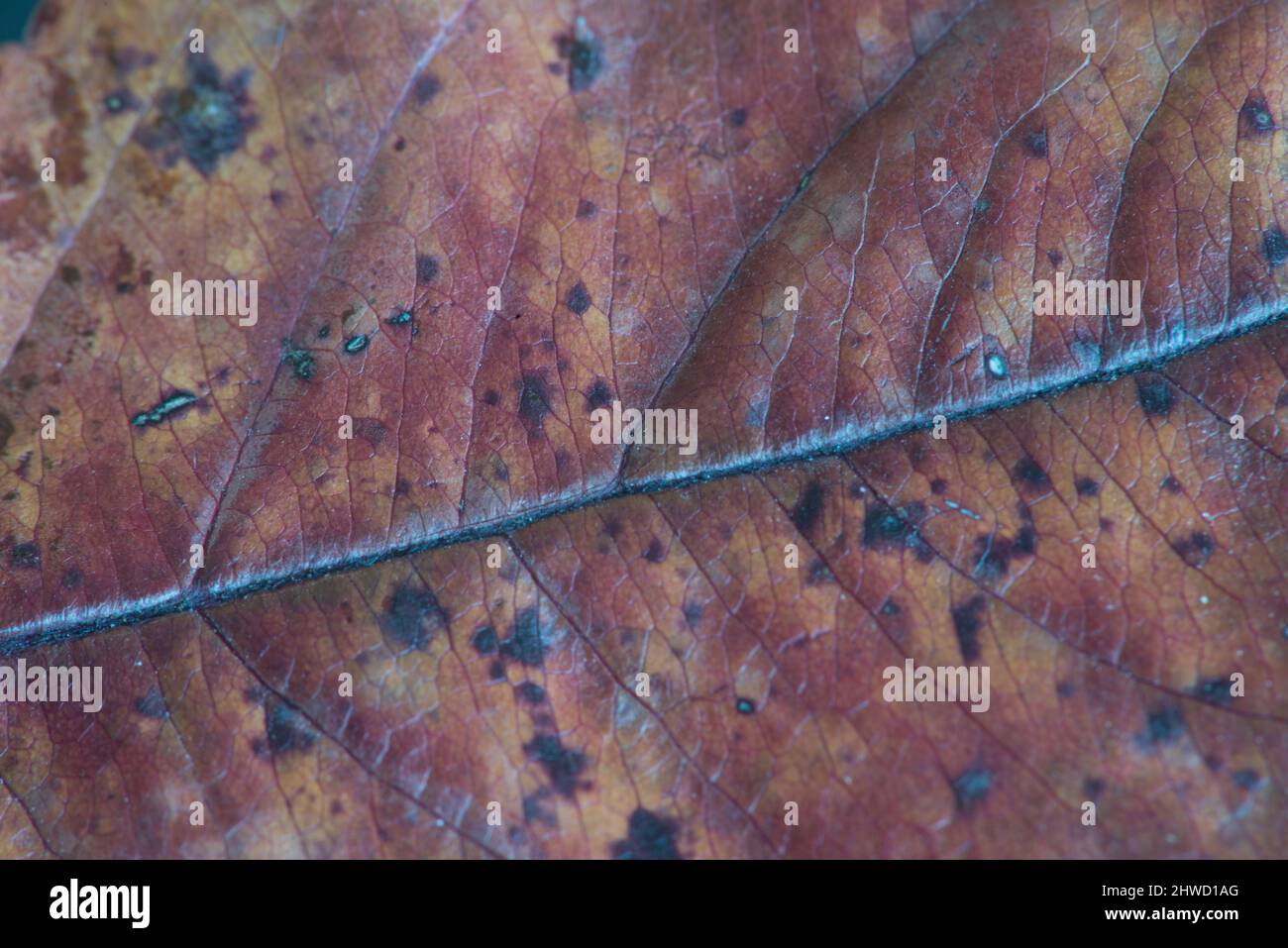 A macro close-up of an autumn Ash leaf showing the veins and leaf ...