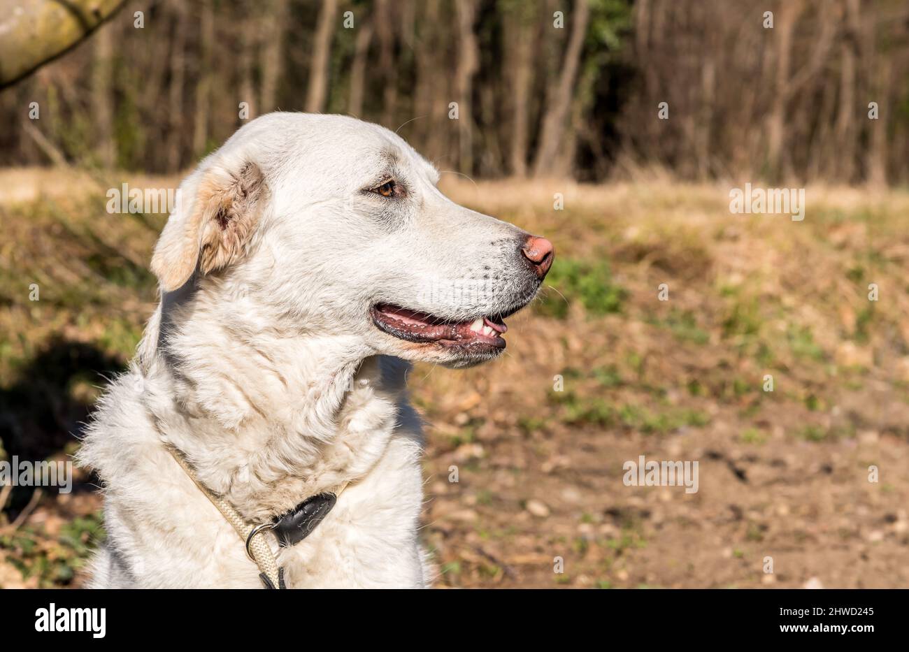 Labrador dog profile portrait head hi-res stock photography and images ...