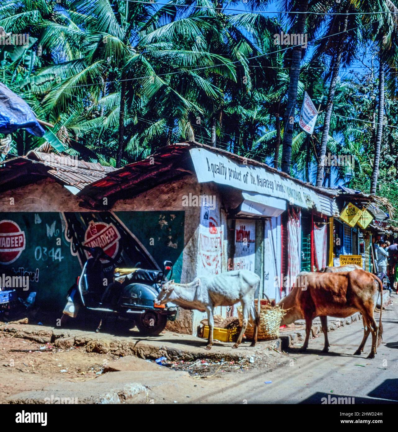 Beauty of rural Goa. High resolution intimate recollection of idyllic holiday location for ...