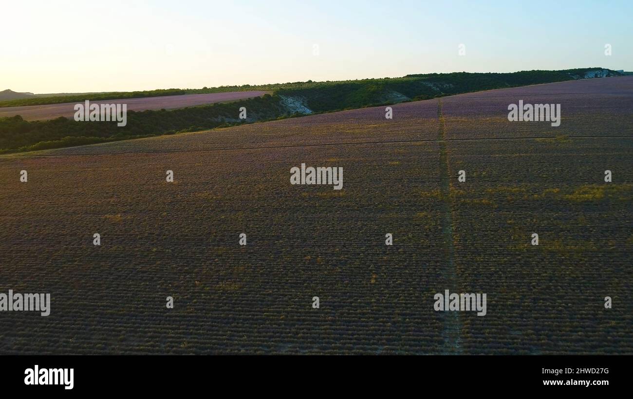 Road running through rural fields at dawn. Shot. Top view of beautiful ...