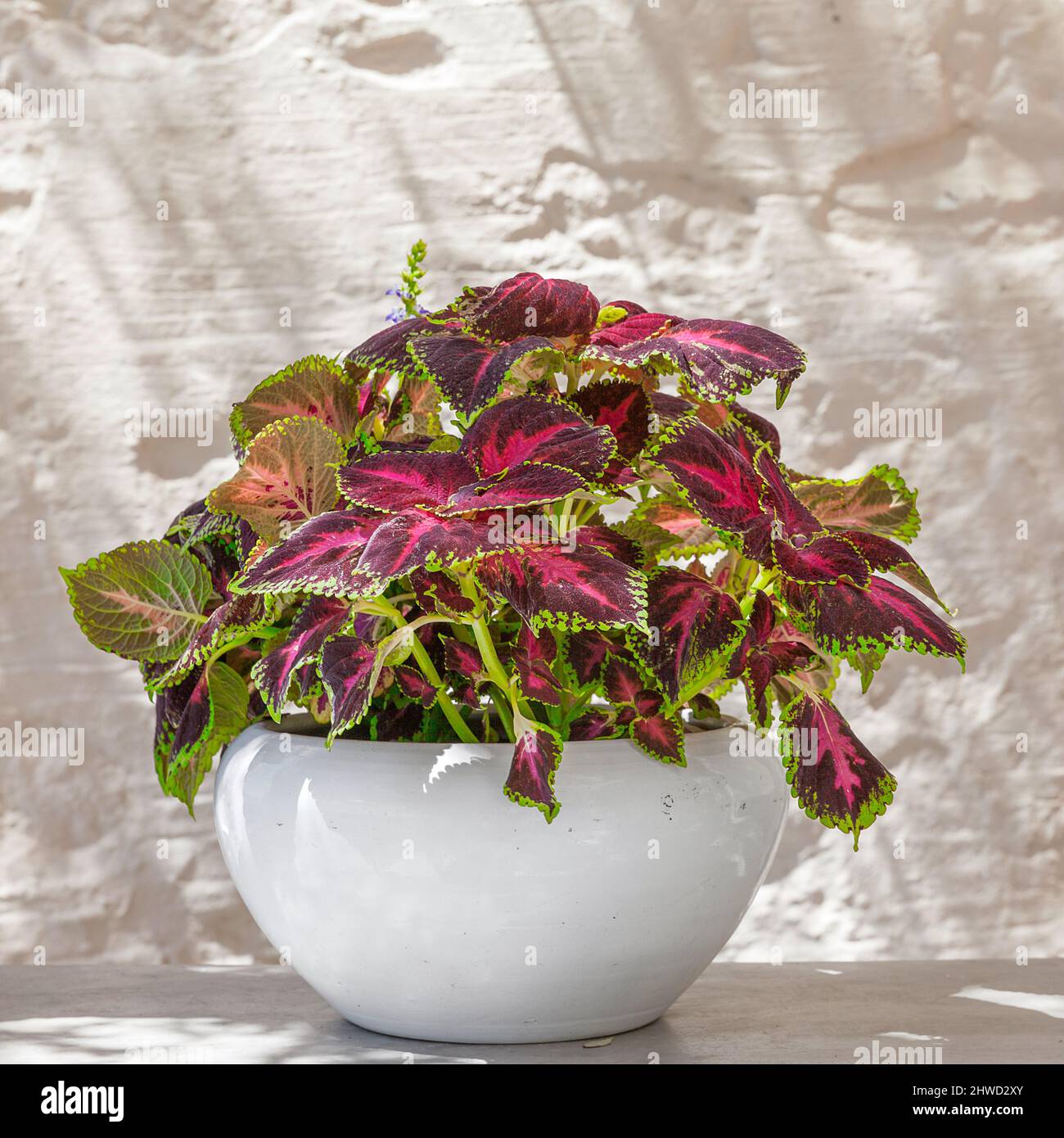 Begonia maculate hi-res stock photography and images - Alamy
