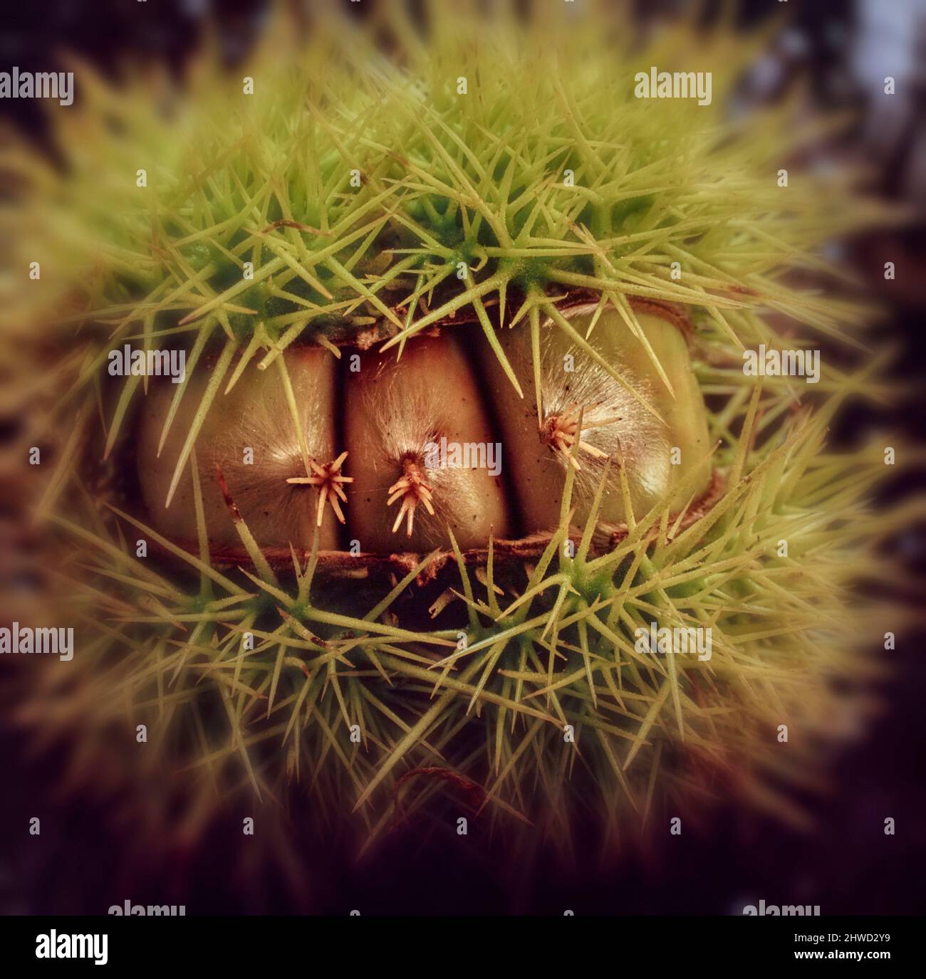 Macro nature portrait of sweet chestnut (Castanea sativa) patterns and ...