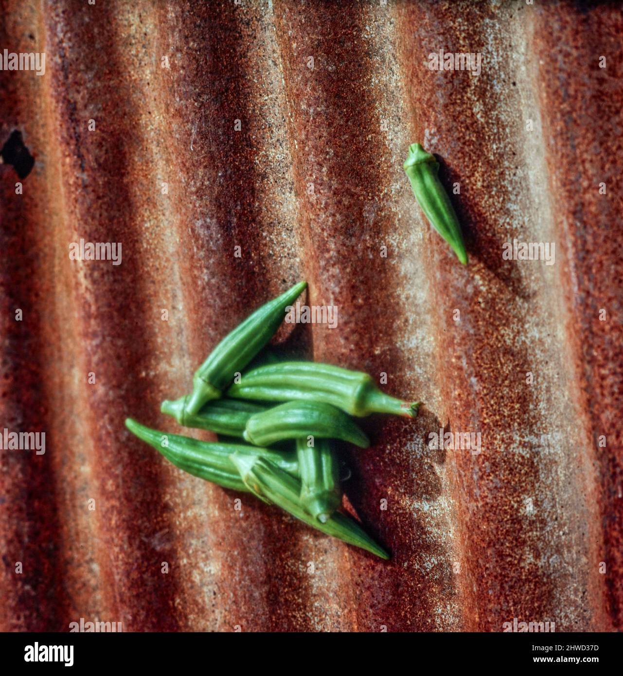 Ethnic food ingredient still-life of Okra, okro, ladies' fingers, ochro ...