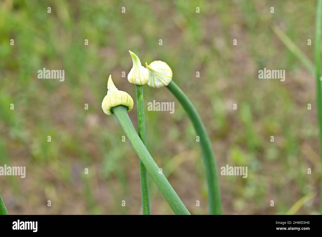 closeup the bunch ripe green onion plants with seeds growing in the ...