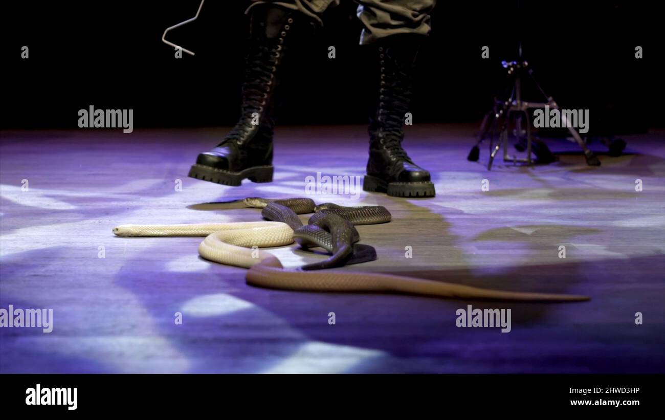 Close-up of snake in circus. Action. Charmer collects snakes creeping ...