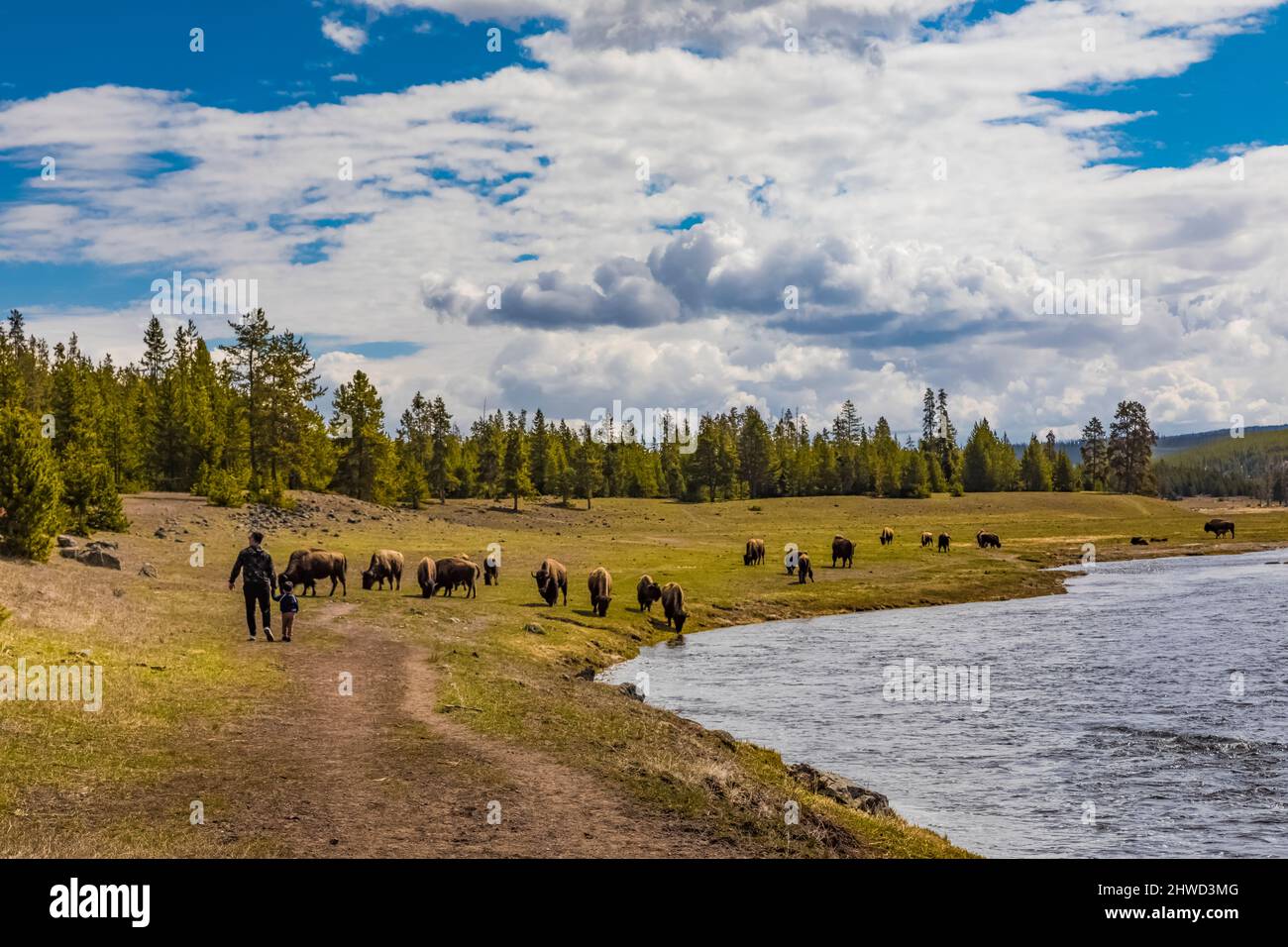 American bison buffalo tourist close hi-res stock photography and ...