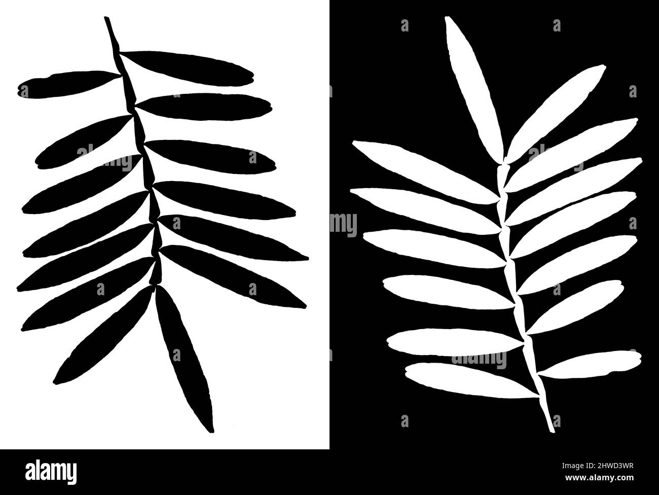 Leaf silhouette illustration in black and white, positive and negative ...