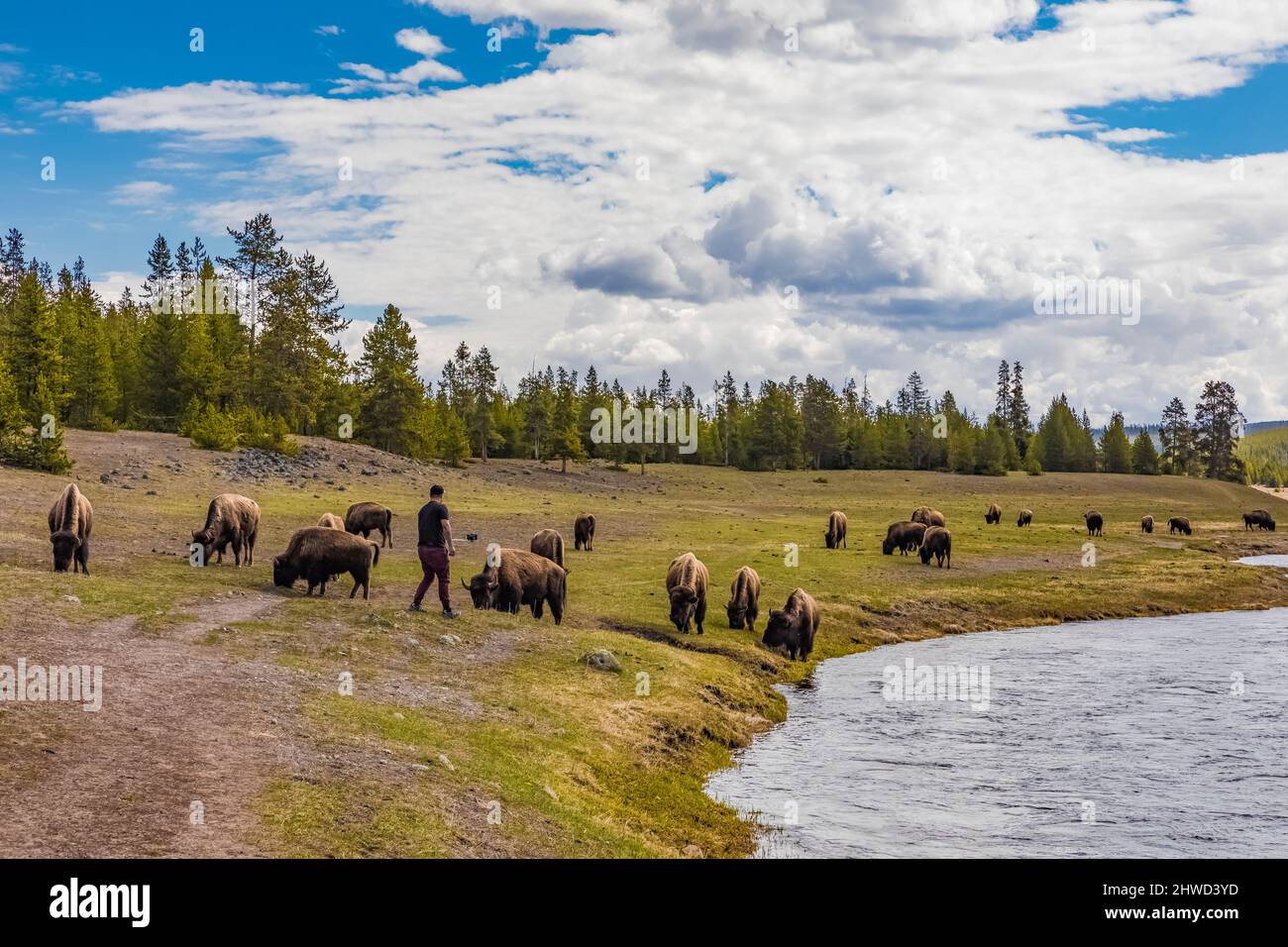 American bison buffalo tourist close hi-res stock photography and ...