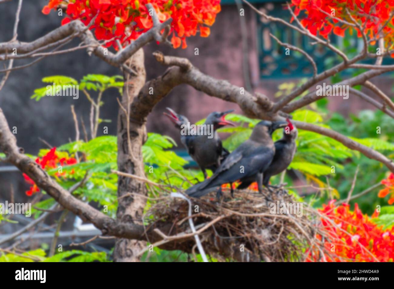 Baby raven mother hi-res stock photography and images - Alamy