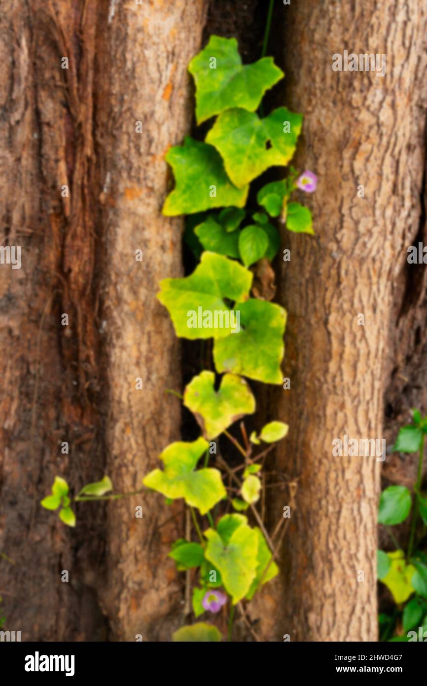 Old leaves with new leaves in the background hi-res stock photography ...