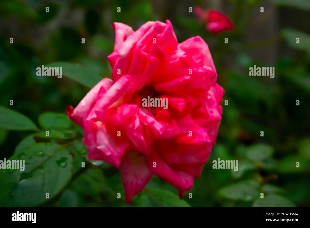 West bengal rose hi-res stock photography and images - Alamy