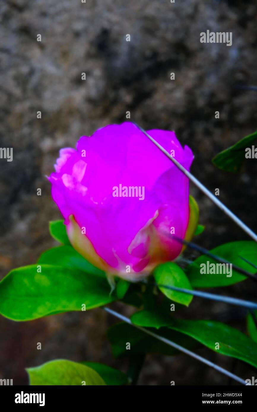 Blurred image of Lobivia winteriana Purple Cactus flower growing up in ...