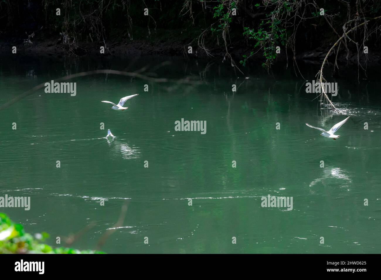 Seagulls on the Aniene river, Rome, Italy Stock Photo - Alamy