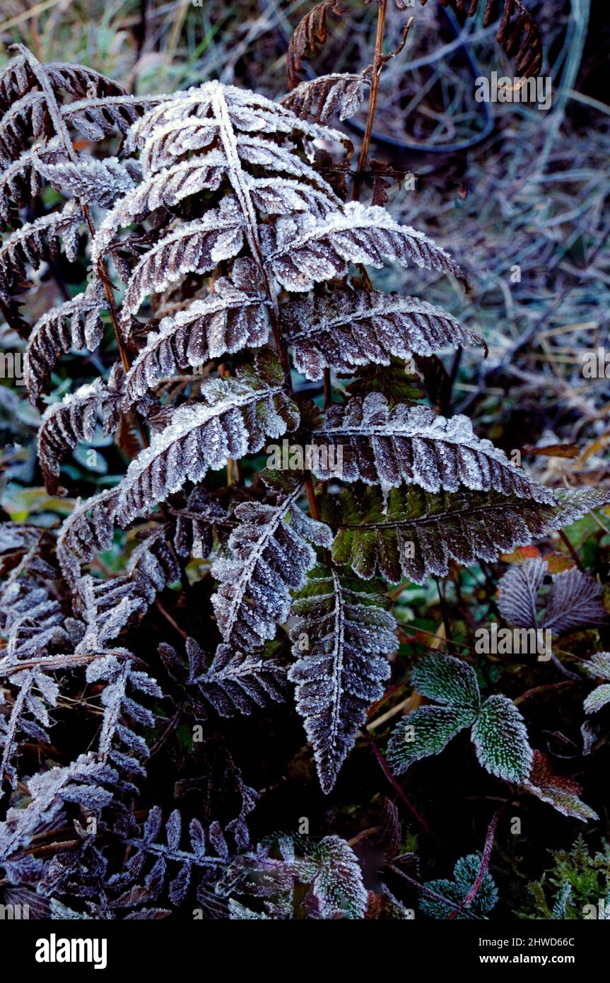 Sikkim snow hi-res stock photography and images - Alamy