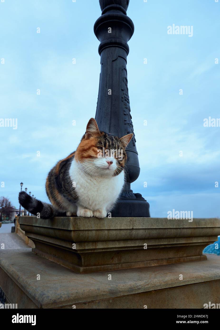Close- up photo a tricolor cat is sitting on a column Stock Photo - Alamy