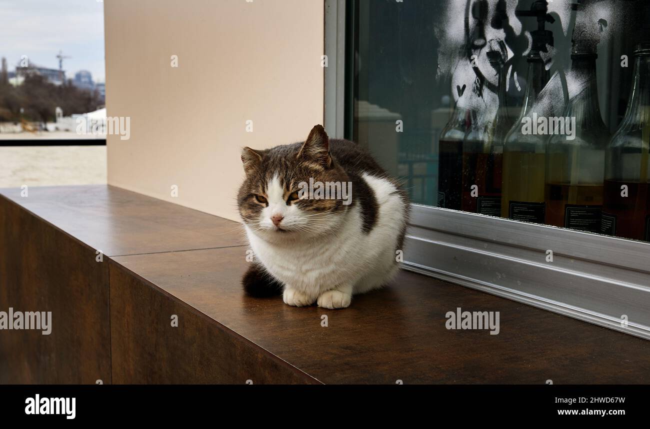 Close- up photo a cat is sitting on the counter of the cafe Stock Photo ...
