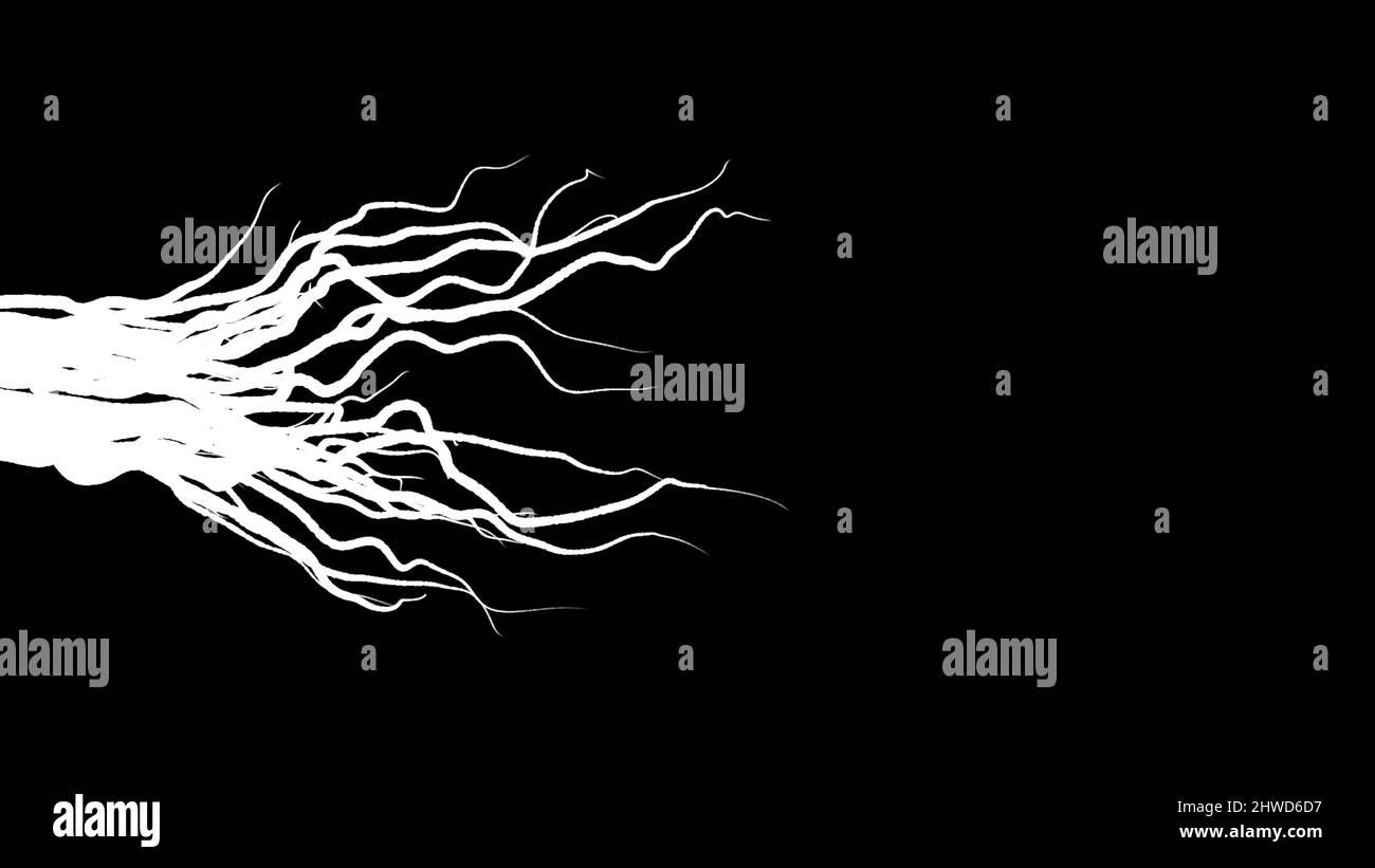 Animation of growing roots on black background. Animation. Slowly ...