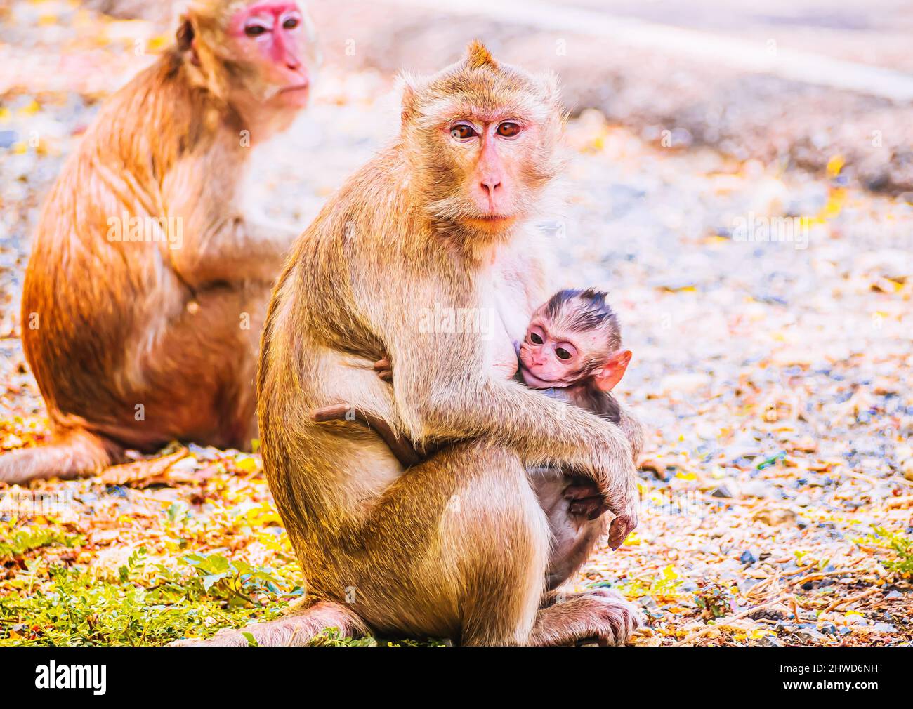 Monkey family and mother and baby animal wildlife in nature Stock Photo ...