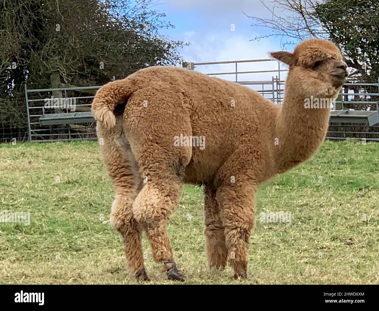 Alpacas at Draycott Water Southern water Warwickshire animal fury fur ...