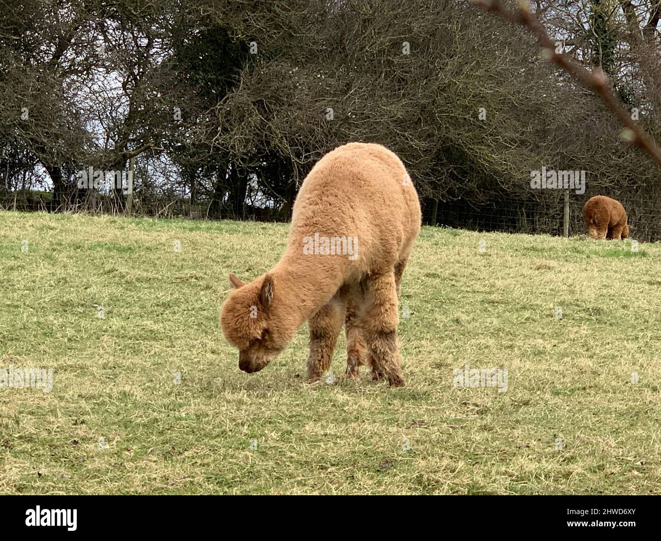Alpacas at Draycott Water Southern water Warwickshire Stock Photo - Alamy