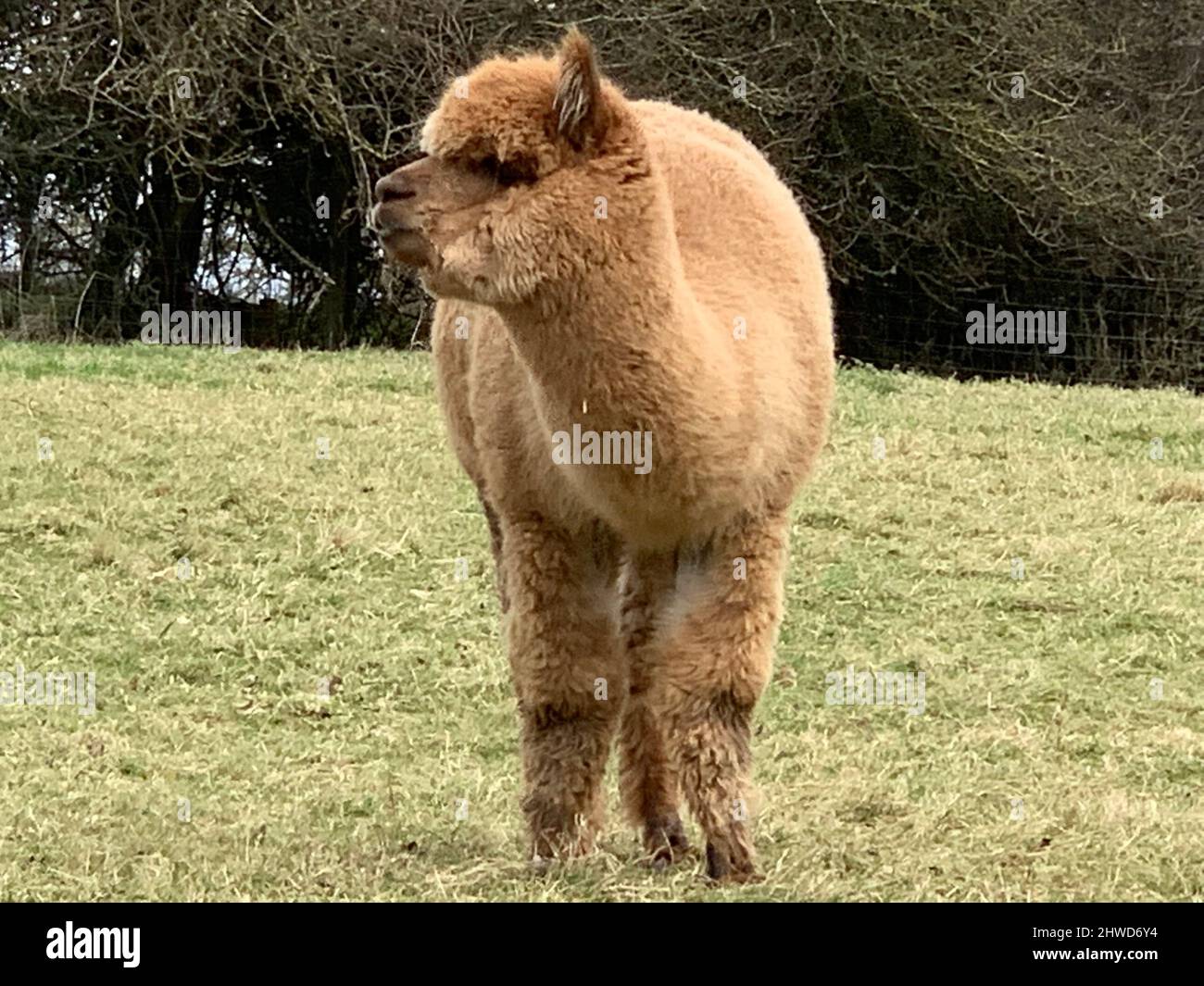 Alpacas at Draycott Water Southern water Warwickshire Stock Photo - Alamy