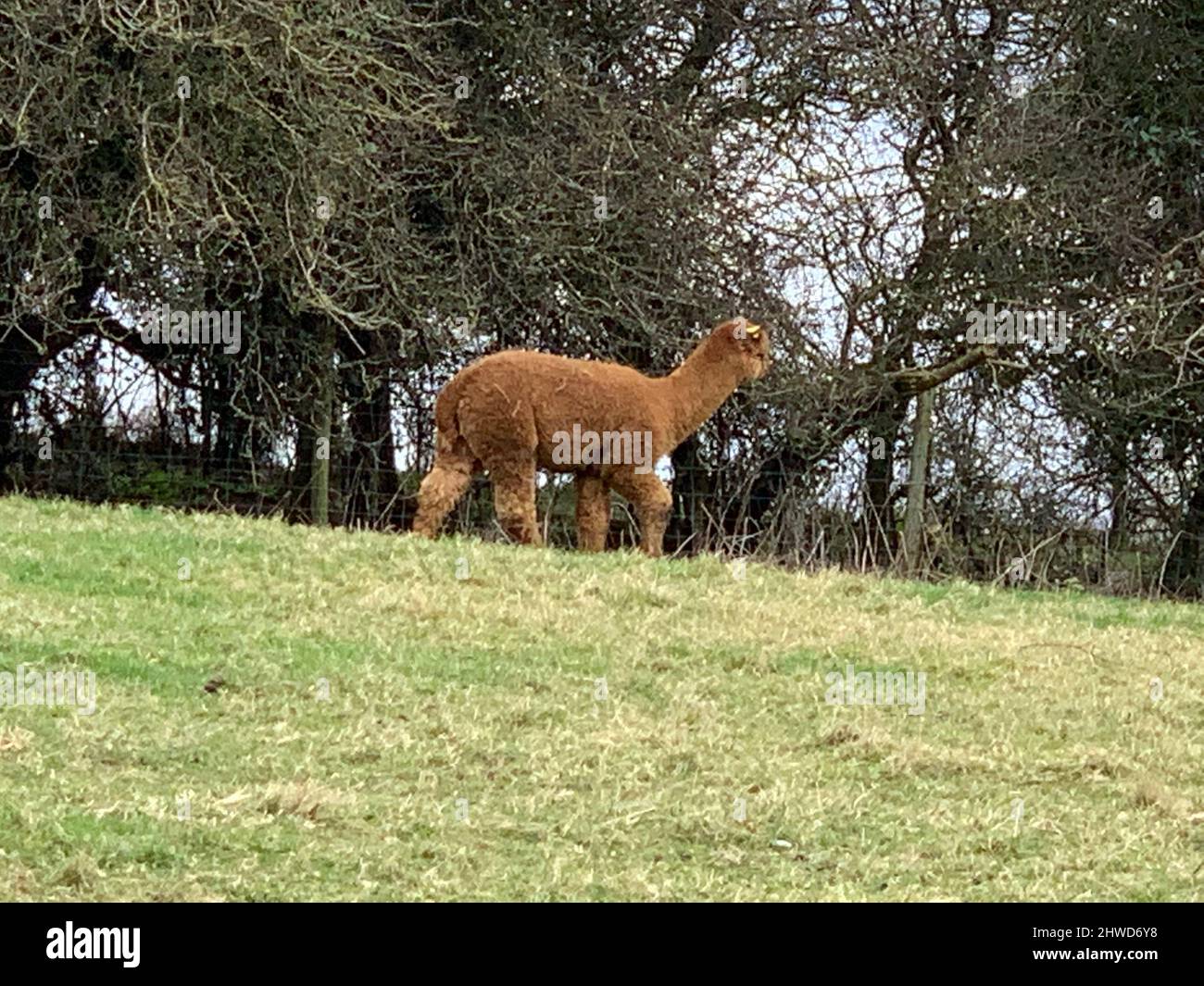 Alpacas at Draycott Water Southern water Warwickshire Stock Photo - Alamy