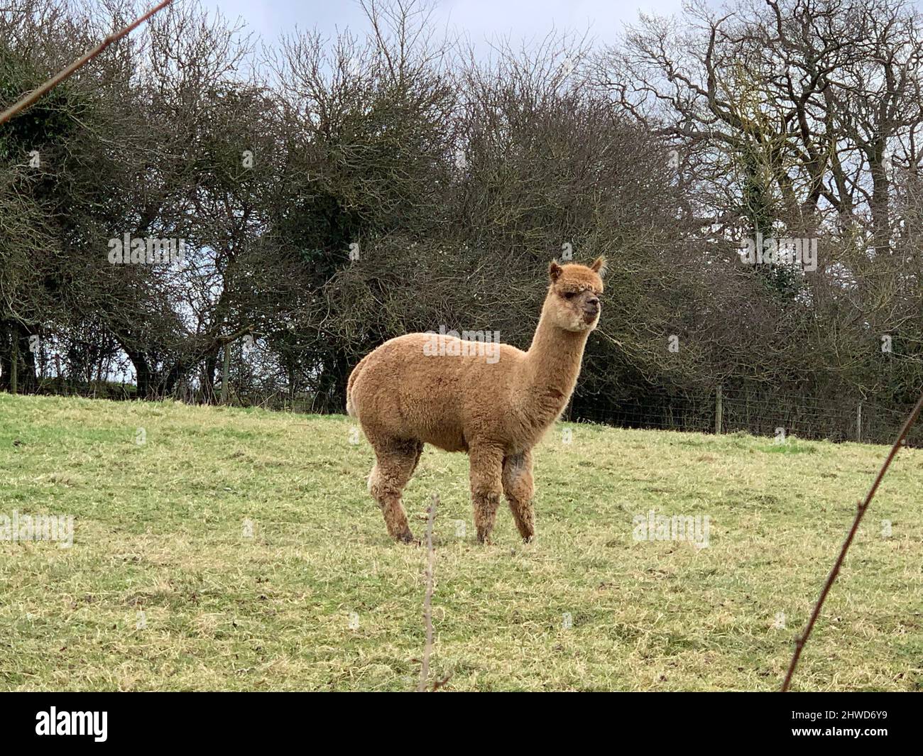 Alpacas at Draycott Water Southern water Warwickshire fleece livestock ...