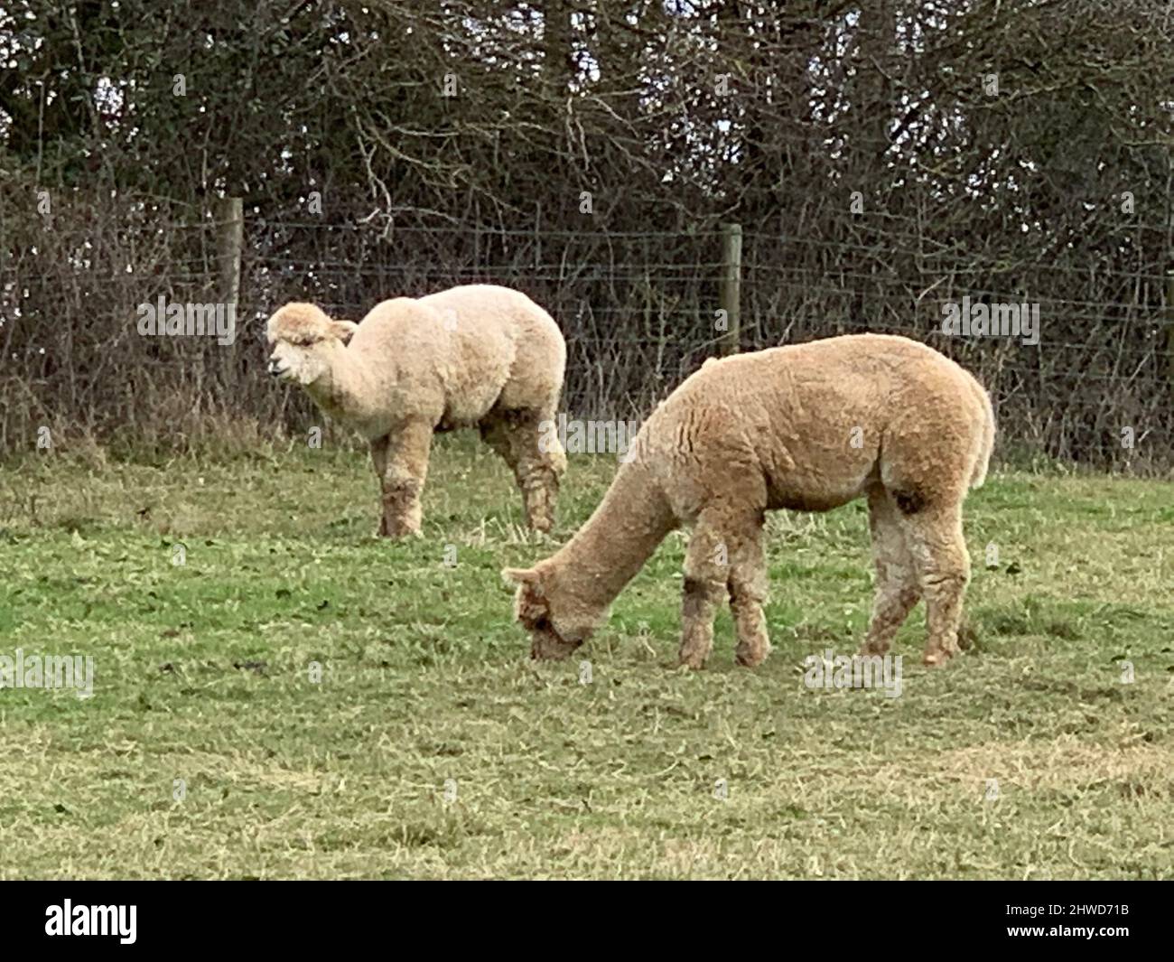Alpacas at Draycott Water Southern water Warwickshire field eat eating ...