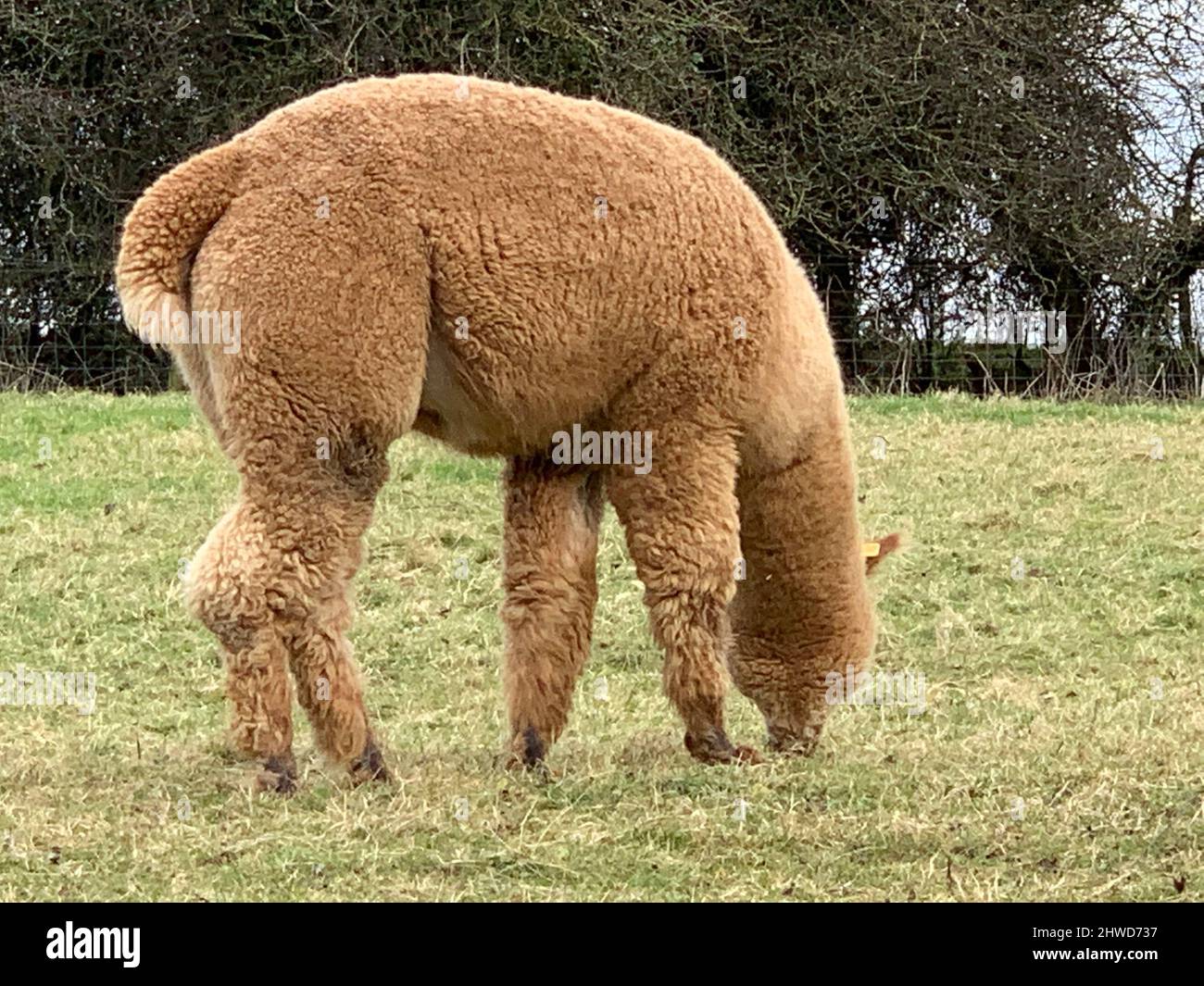 Alpacas at Draycott Water Southern water Warwickshire Stock Photo - Alamy