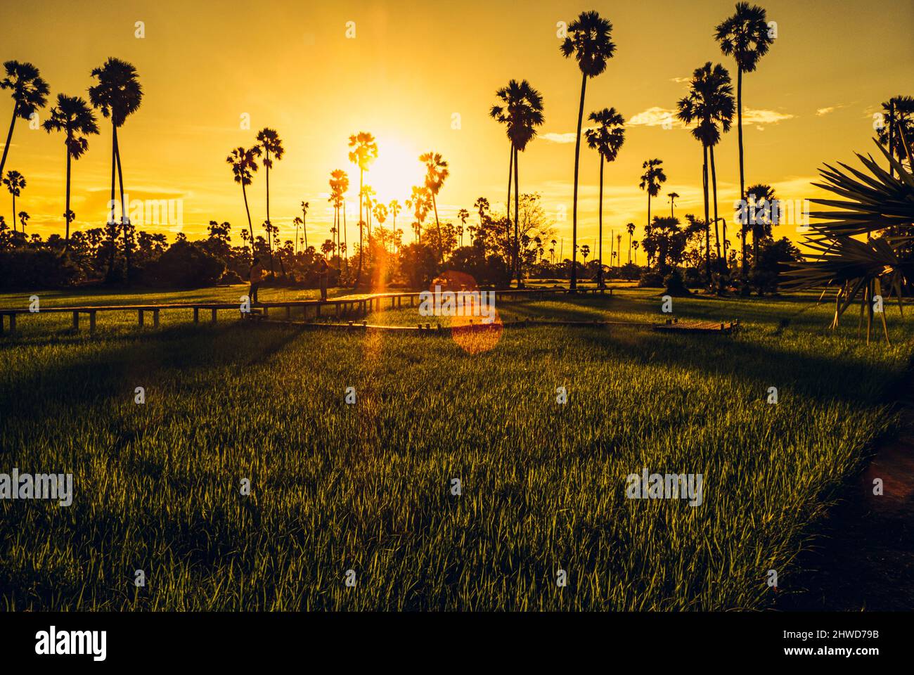 Sunset over a farm field and Palm tree. Grass field and a tree with ...