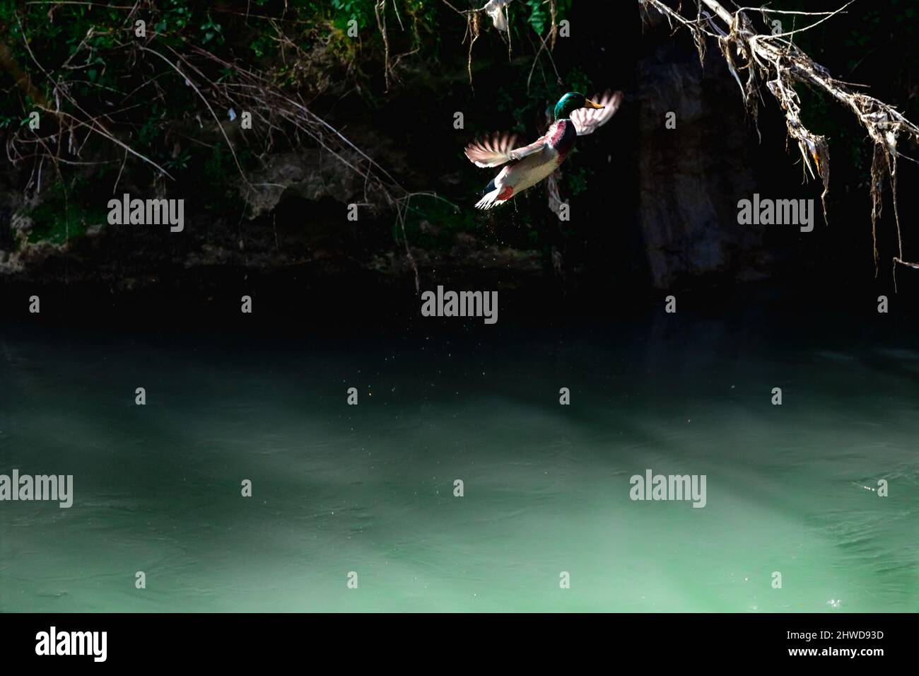 Mallard on the Aniene river, Rome, Italy Stock Photo - Alamy