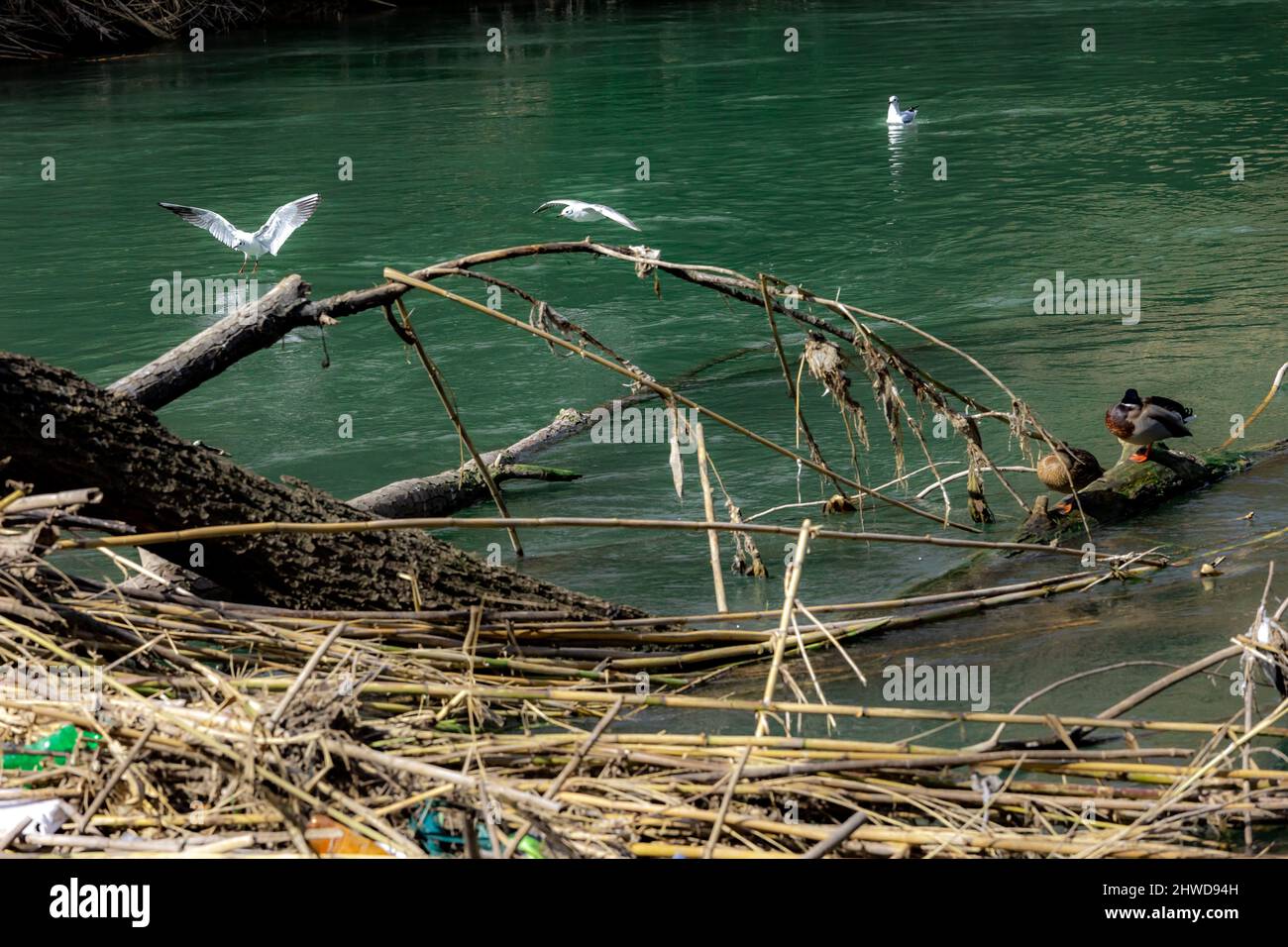 Seagulls on the Aniene river, Rome, Italy Stock Photo - Alamy