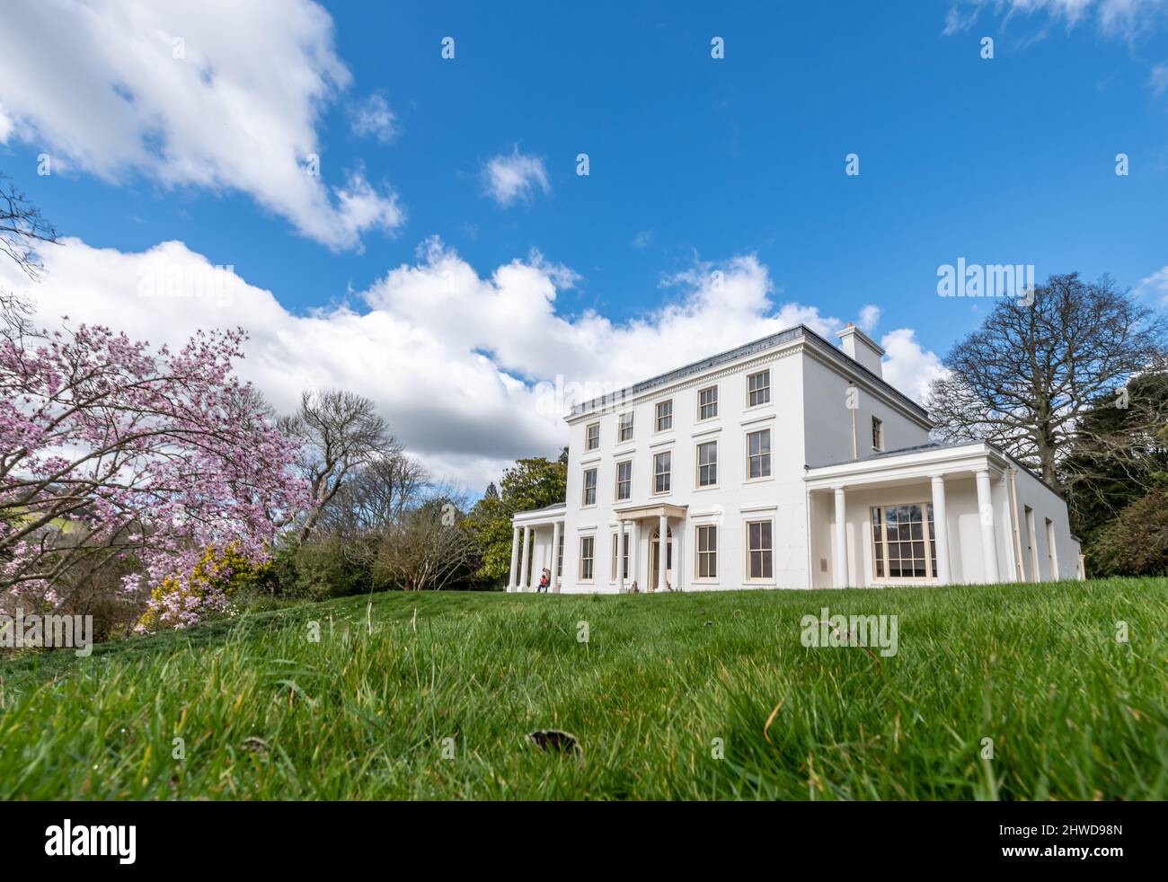 Greenway, Devon, UK. Signs of spring with colourful magnolia tree in ...