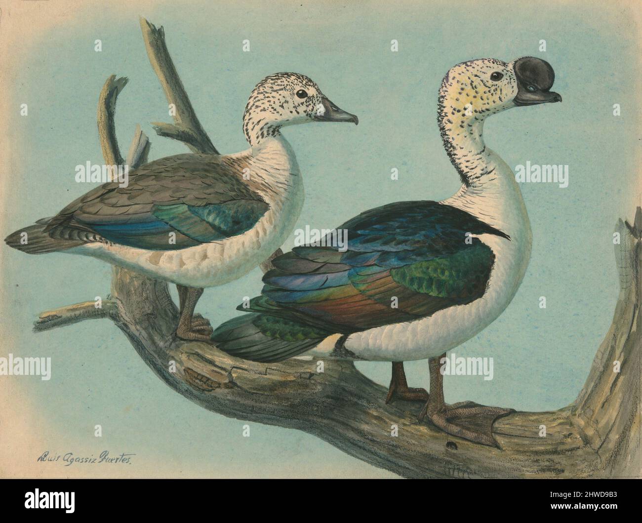 Adult Male and Female Comb (or Knob Billed Duck). Artist: Louis Fuertes ...