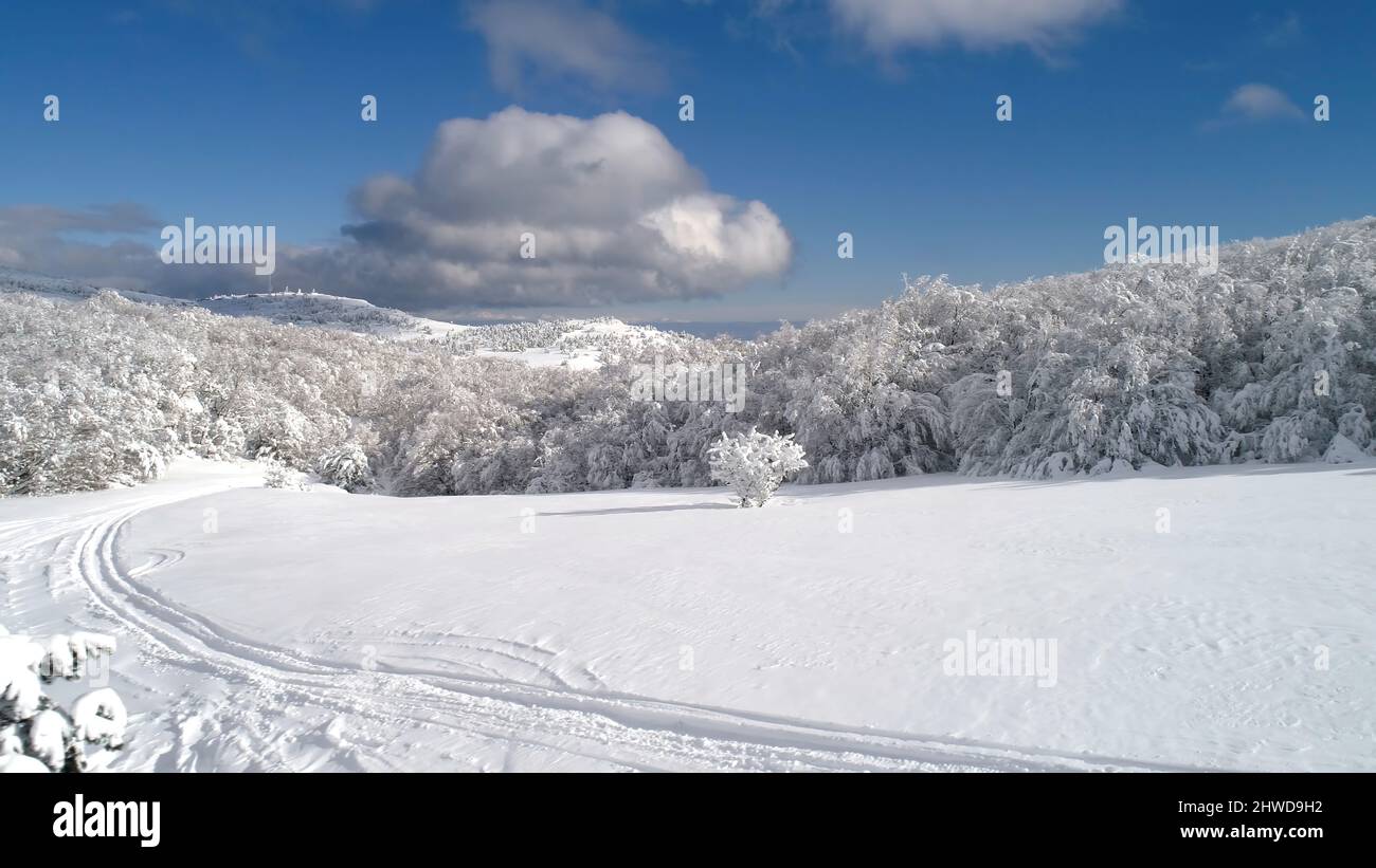 Top view of the forest in winter. Shot. Top view of snowy forest trees ...